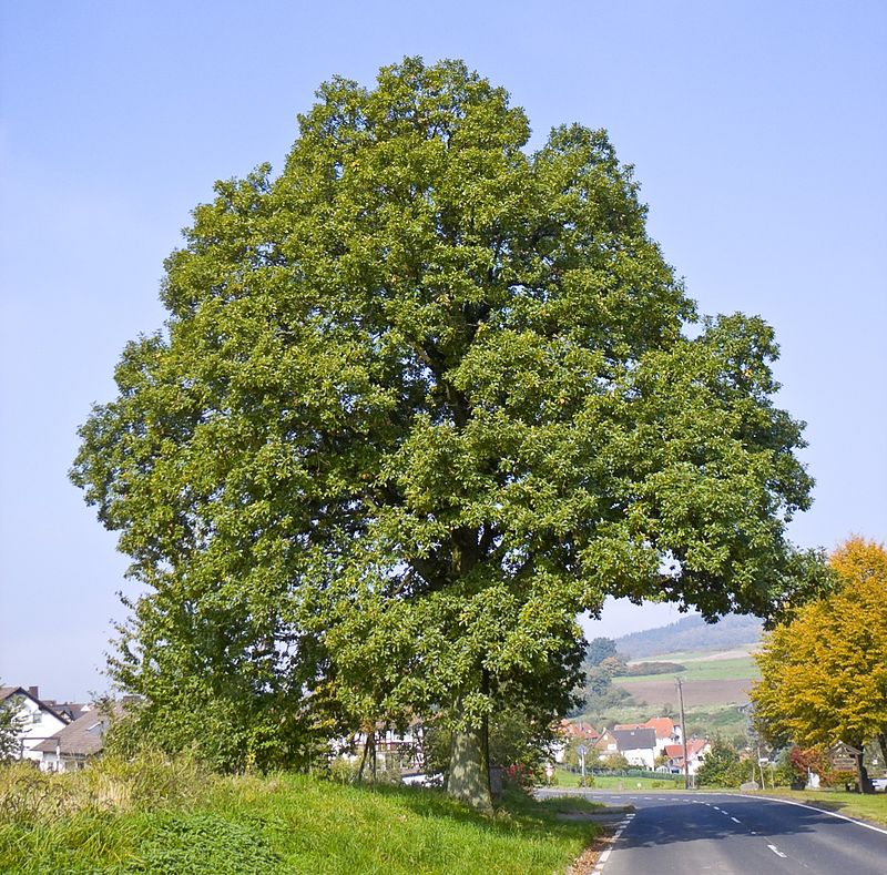 Types of White Oak Trees in the World - Castle Bespoke Flooring
